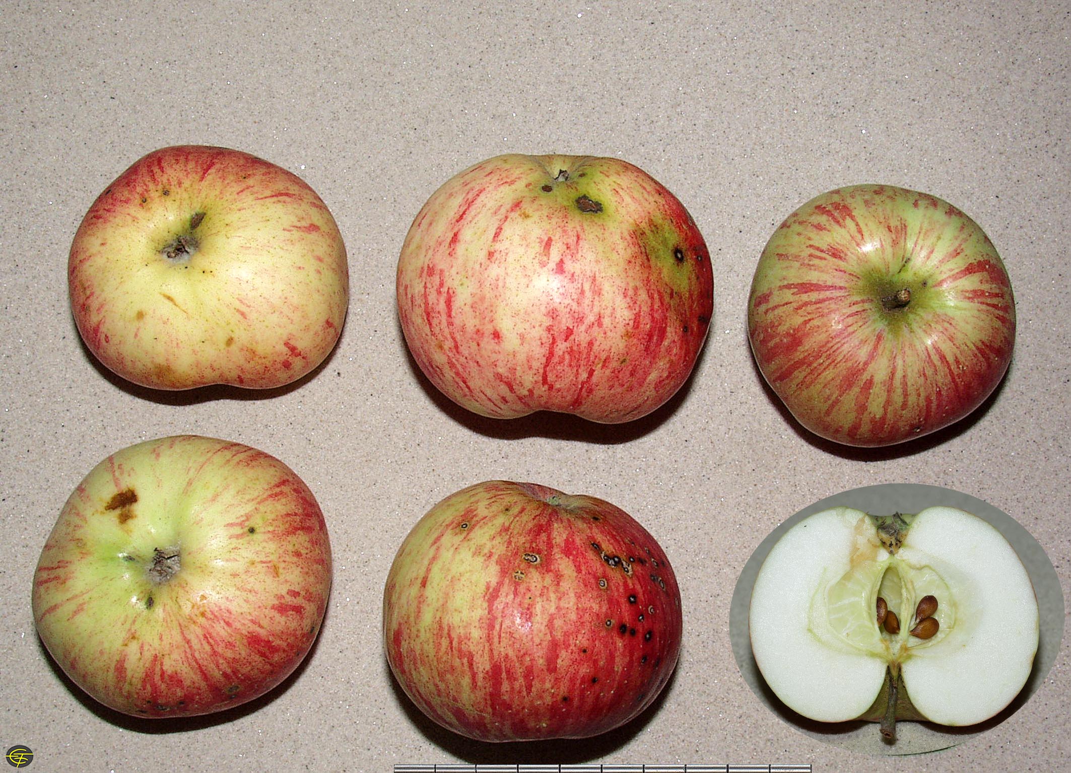 Detail - Kompetenzzentrum Obstbau-Bodensee